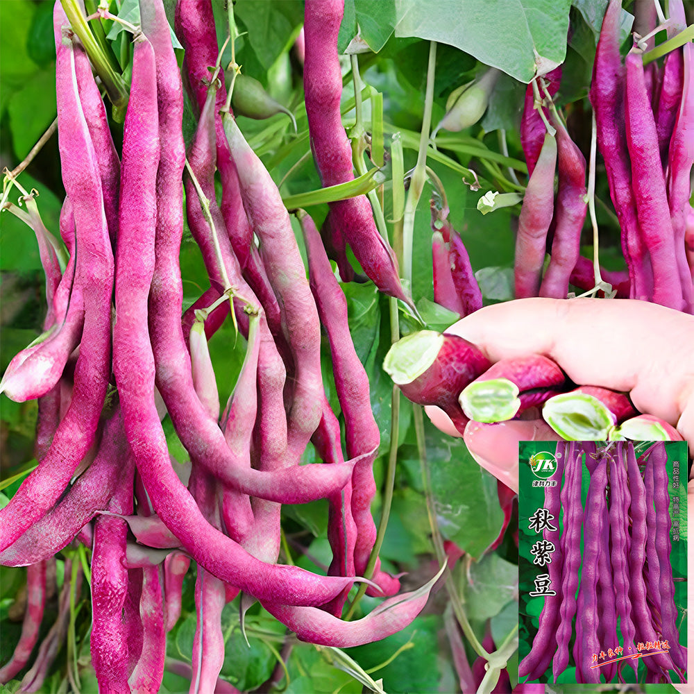 Purple Snap Bean Seeds – SeedChoiceX