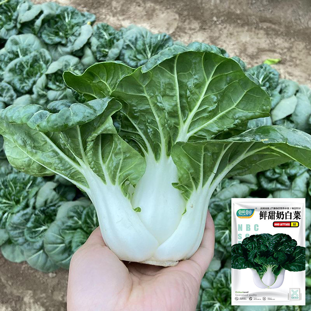 Fresh Sweet Bok Choy Seeds - Disease Resistant with Stable Yields ...
