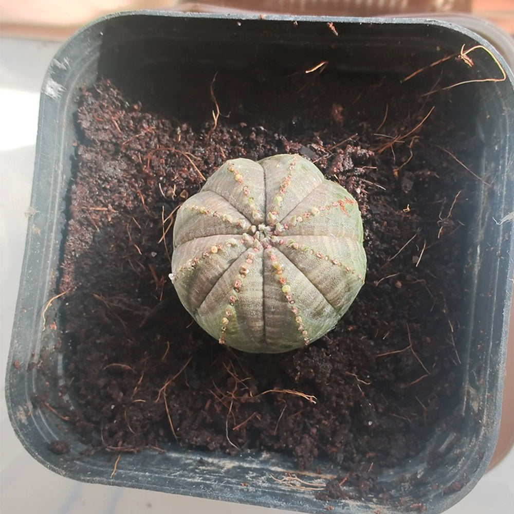 Buy Euphorbia obesa | Rare, Round Succulent – SeedChoiceX