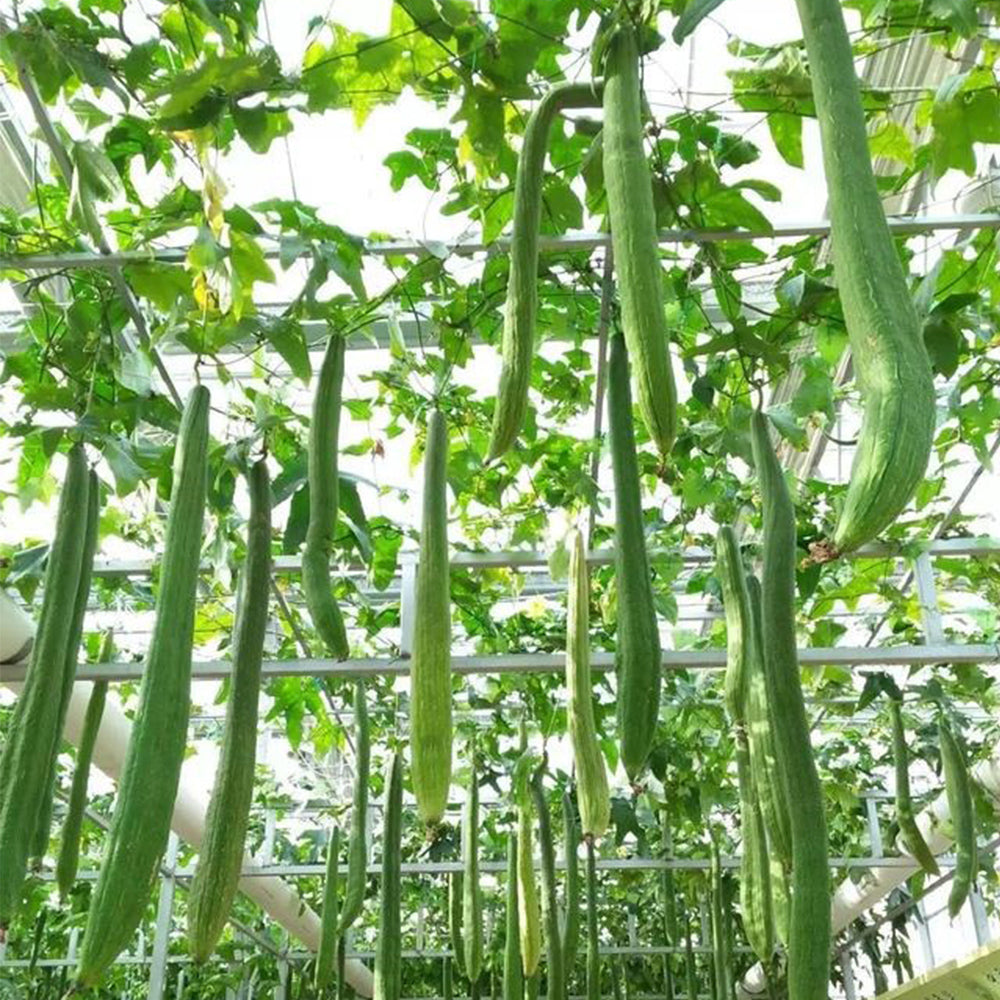 Extra-Long Luffa Seeds | High-Yield F1 Variety – SeedChoiceX