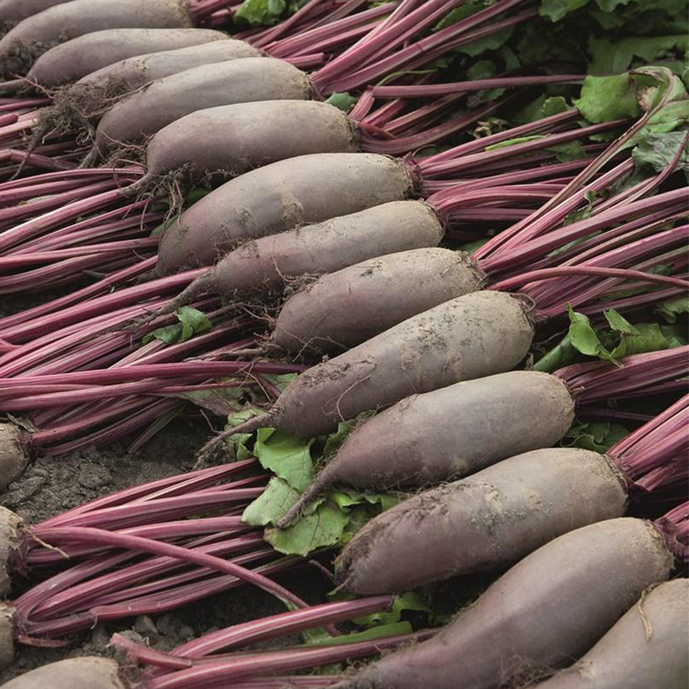 ALTO Long-shaped Red Garden Beet Seeds for Continental Climates ...