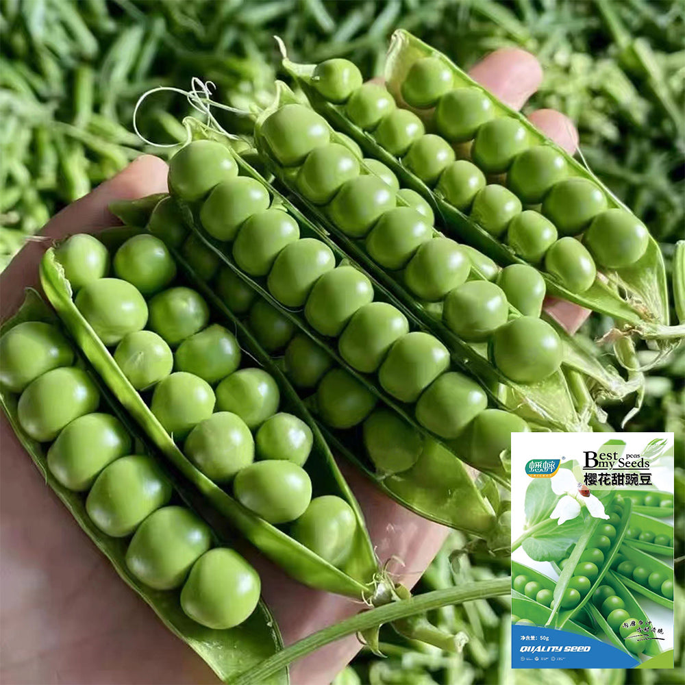 'Cherry Blossom' Snap Pea Seeds | High-Yielding Dwarf Variety – SeedChoiceX