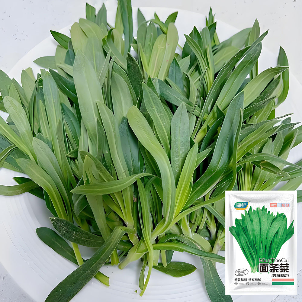 Buy Noodle Vegetable Seeds (Silene conoidea) - Cold Tolerant, Fast ...