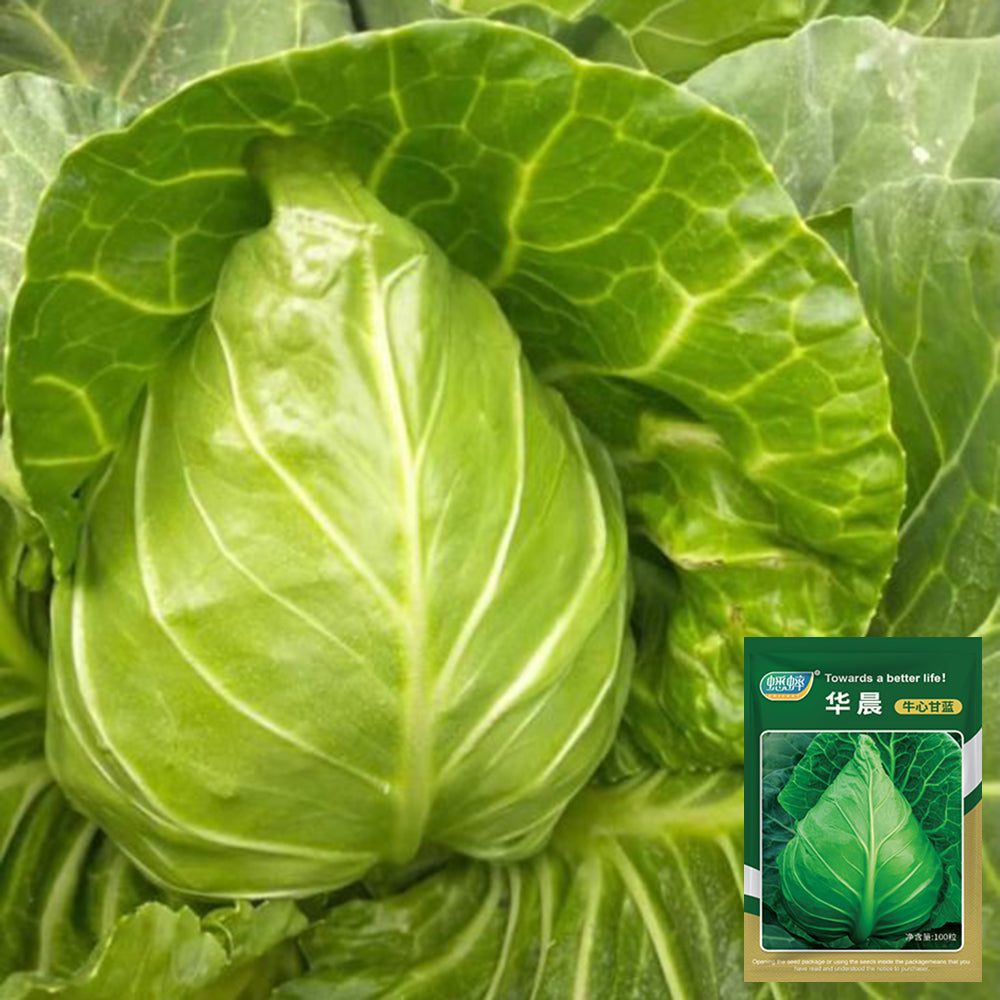 Oxheart Cabbage Seeds - Fast Growing, Stress Tolerant – SeedChoiceX
