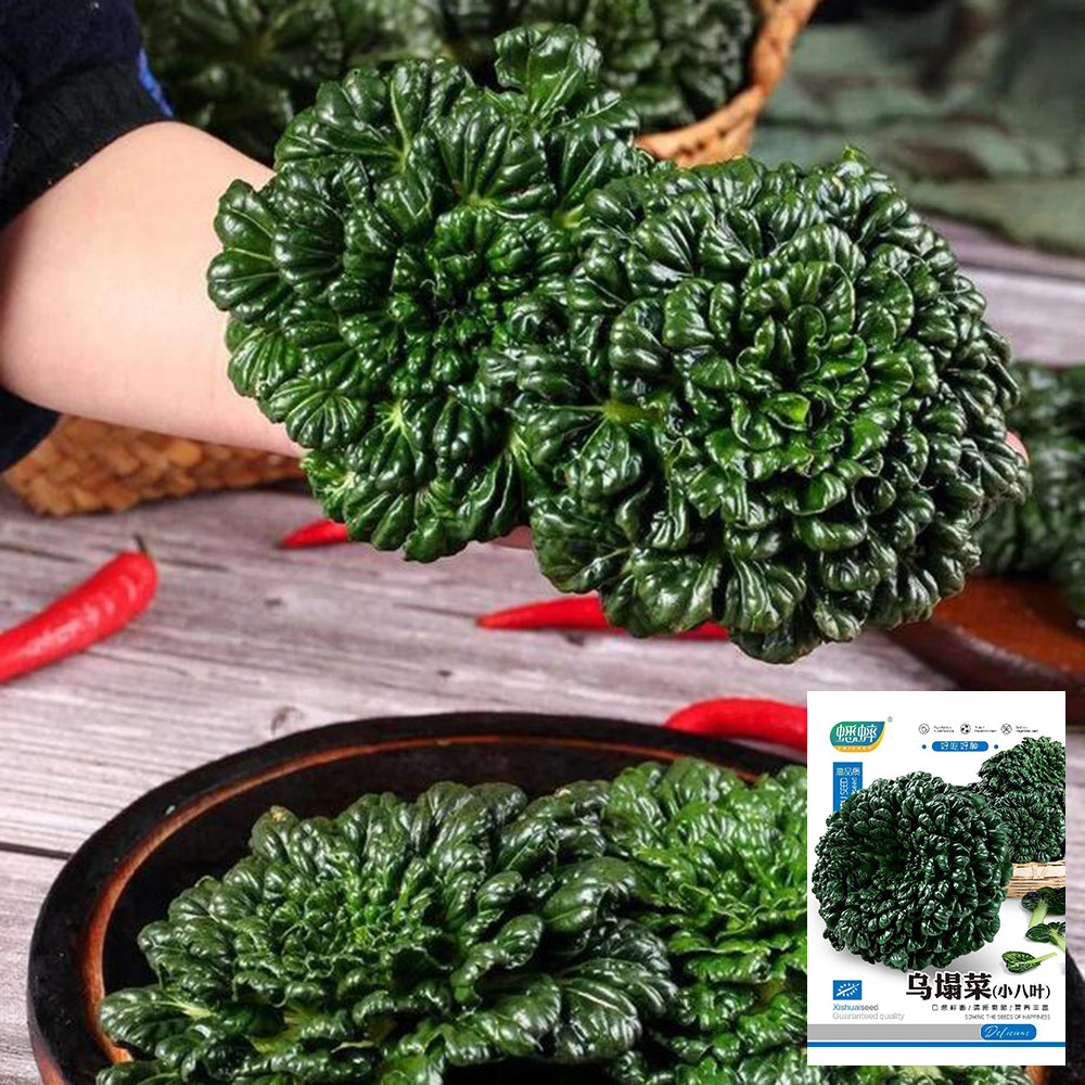Flat Cabbage Seeds - Unique Flat Growth, Cold Tolerant, Compact Plant ...