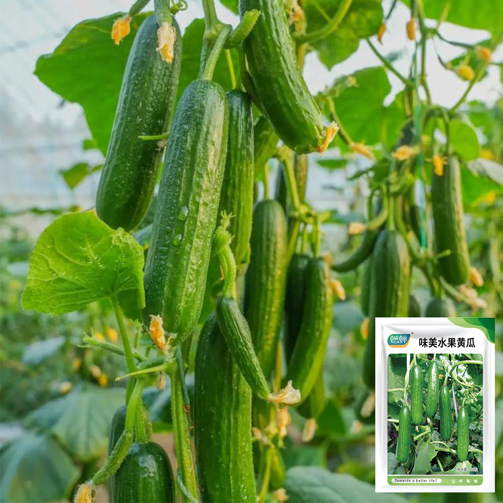 Flavor Supreme Fruit Cucumber Seeds | Spineless, High-Yield – SeedChoiceX
