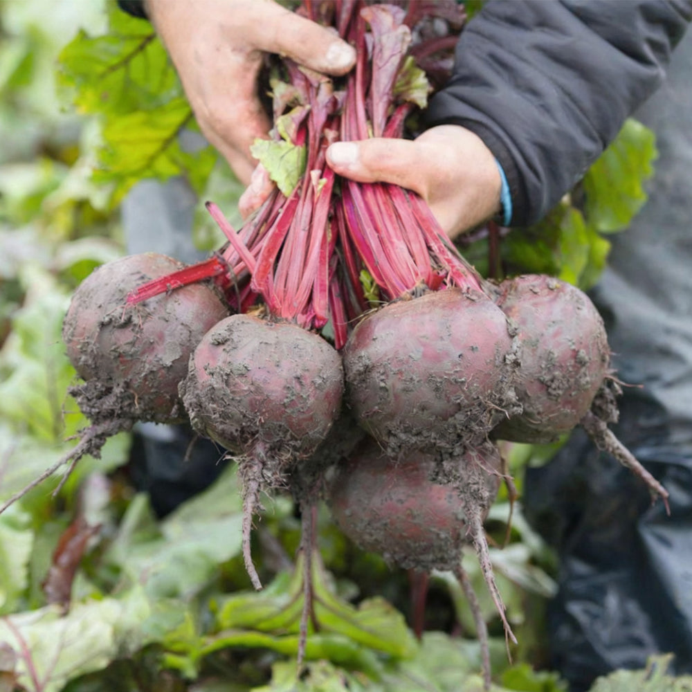Premium Globular Beetroot Seeds | High-Yield, Adaptable Variety ...