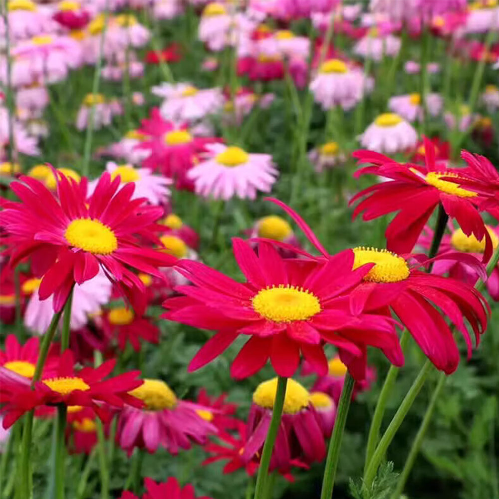 Painted Daisy Seeds - Perennial, Ornamental & Insect-Repellent ...