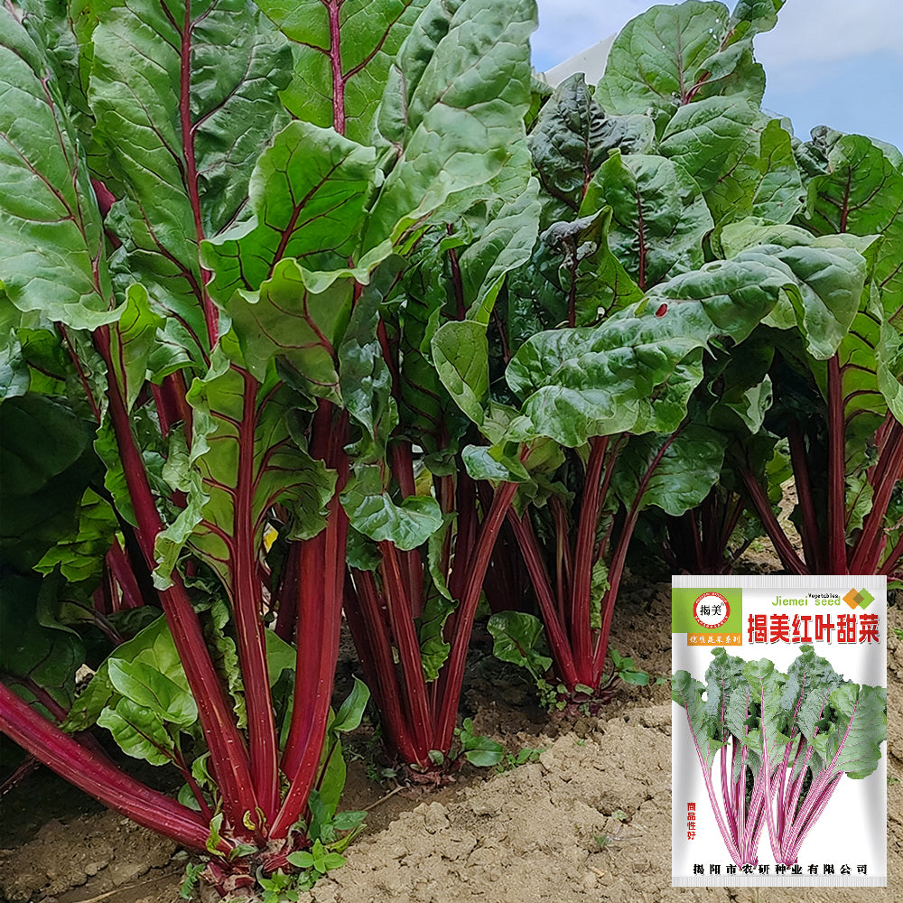 Jiemei Red-Leaf Beet Seeds - Strong Adaptability with Dual Functions of ...