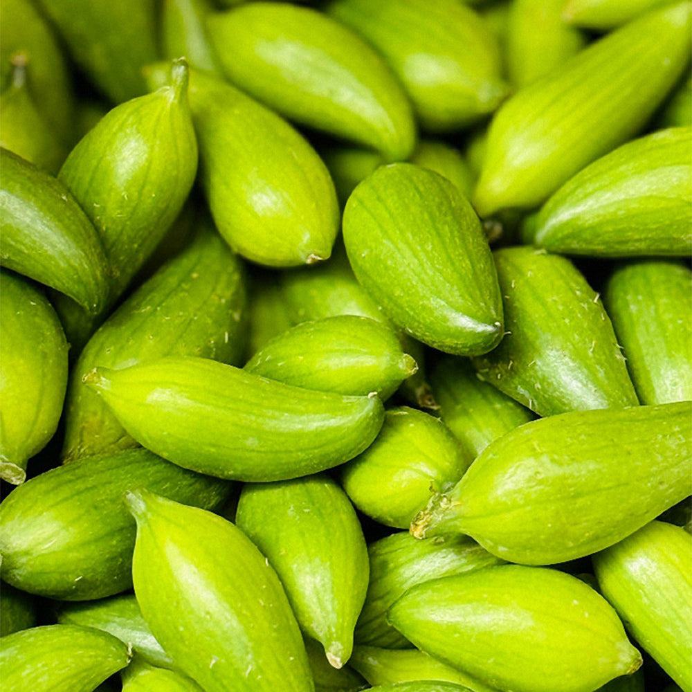 Slipper Gourd Seeds - Rare Edible & Medicinal Climber – SeedChoiceX