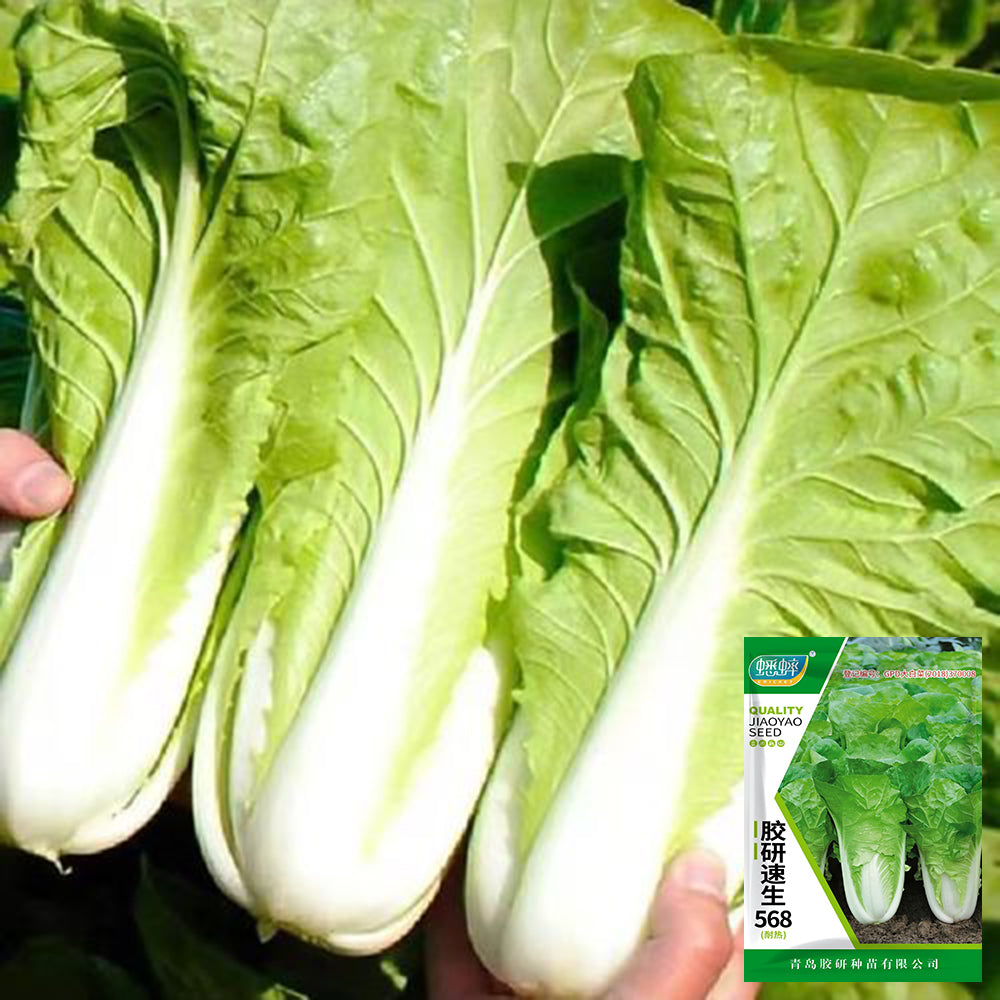 Fast Growing Pak Choi Seeds - Tender Stems, Ideal for Small Gardens ...