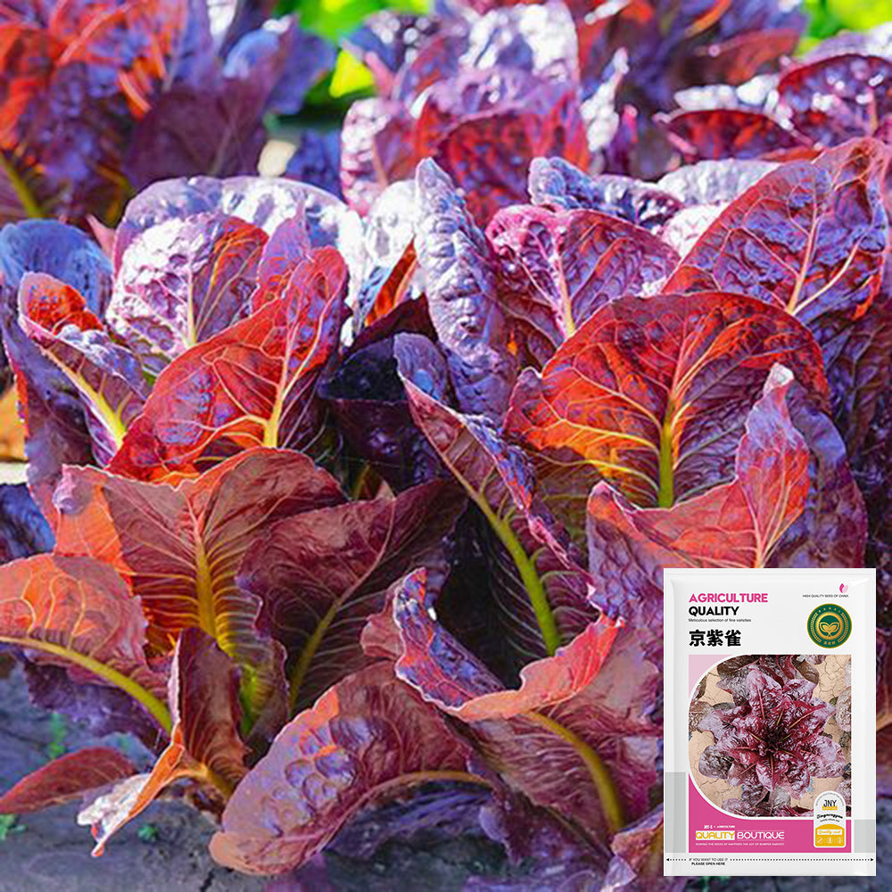 'Jing Zique' Lettuce Seeds - Heat Tolerant and Ideal for Beginners ...