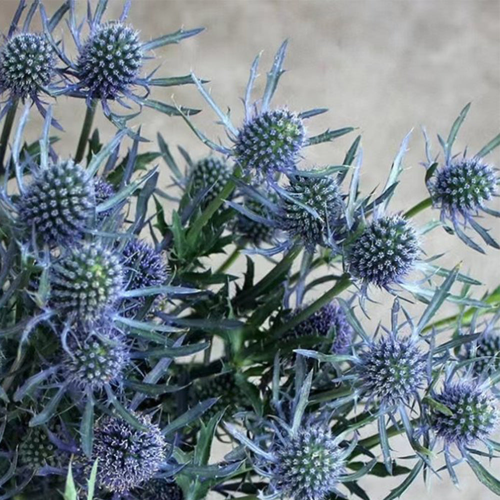 Buy Alpine Eryngo Seeds - Alpine Sea Holly Flowers for Gardens ...