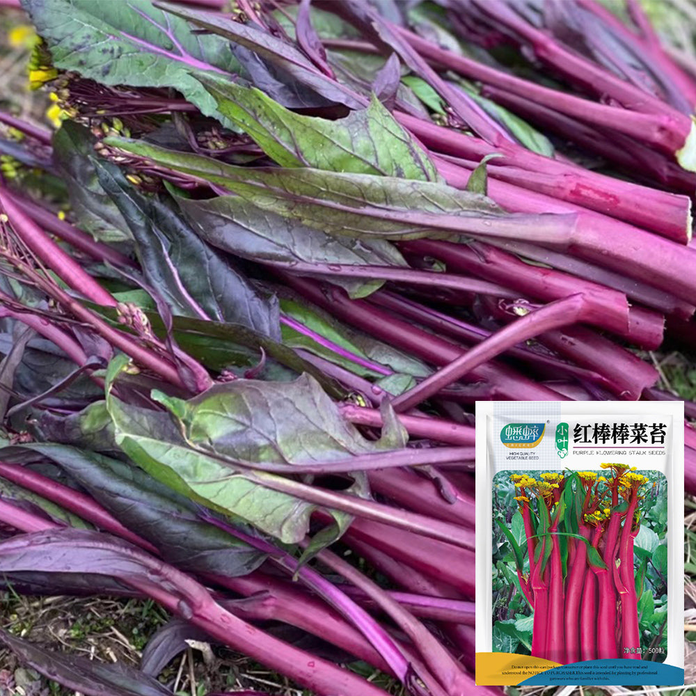 Buy Xishuai Purple Stem Mustard Seeds - Nutrient-Rich Chinese Vegetable ...