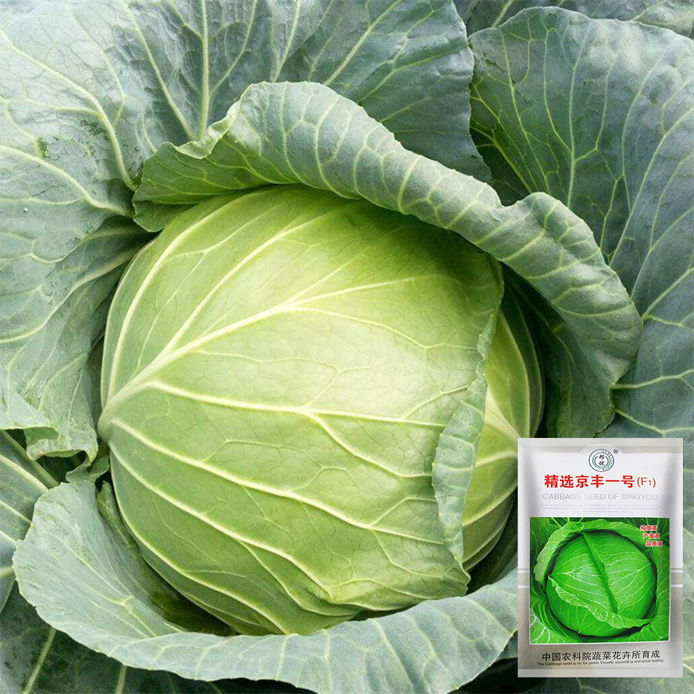 Buy Jingfeng No.1 Cabbage Seeds | Spring & Autumn Variety – SeedChoiceX