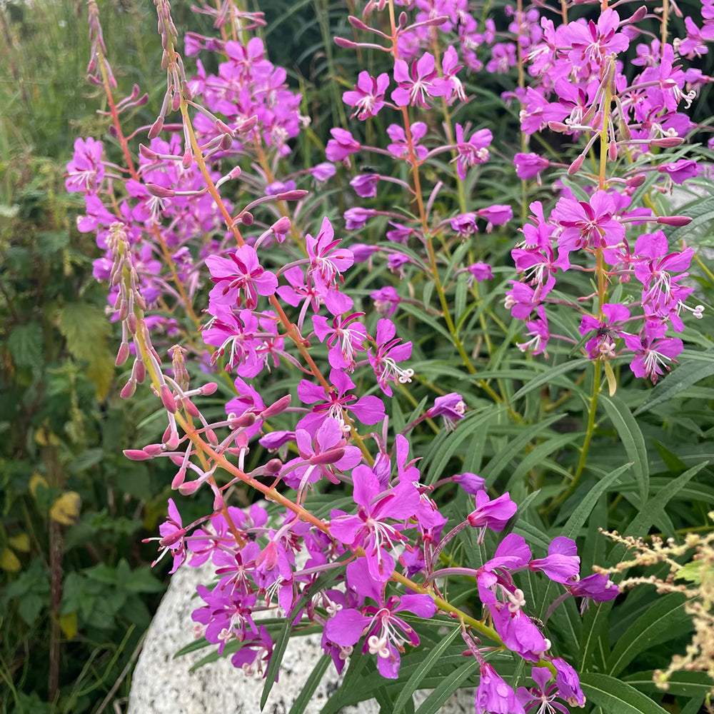 Fireweed Seeds, Fast-Growing, Pollinator-Friendly, Ideal for Land ...