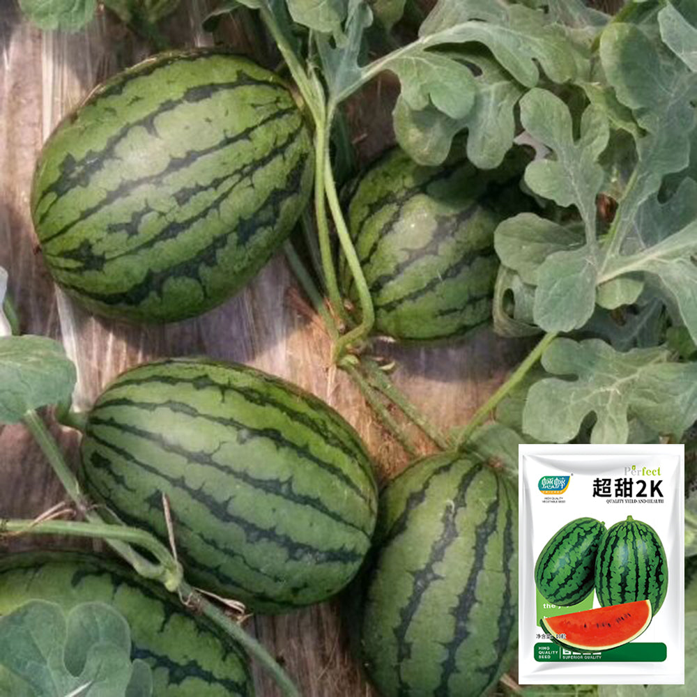 'Super Sweet 2K' Watermelon Seeds- Ultra Sweet Crisp Red Flesh, High ...
