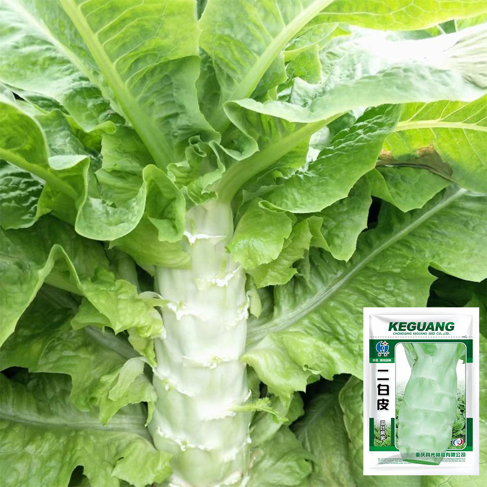 Cold Tolerant & Bolting Resistant Erbai Pi Stems Lettuce Seeds ...