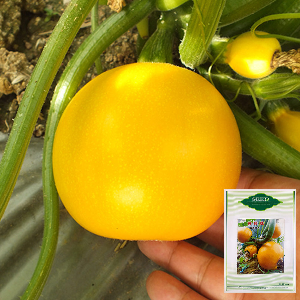 Yellow Pearl Zucchini Seeds for Containers & Gardens – SeedChoiceX