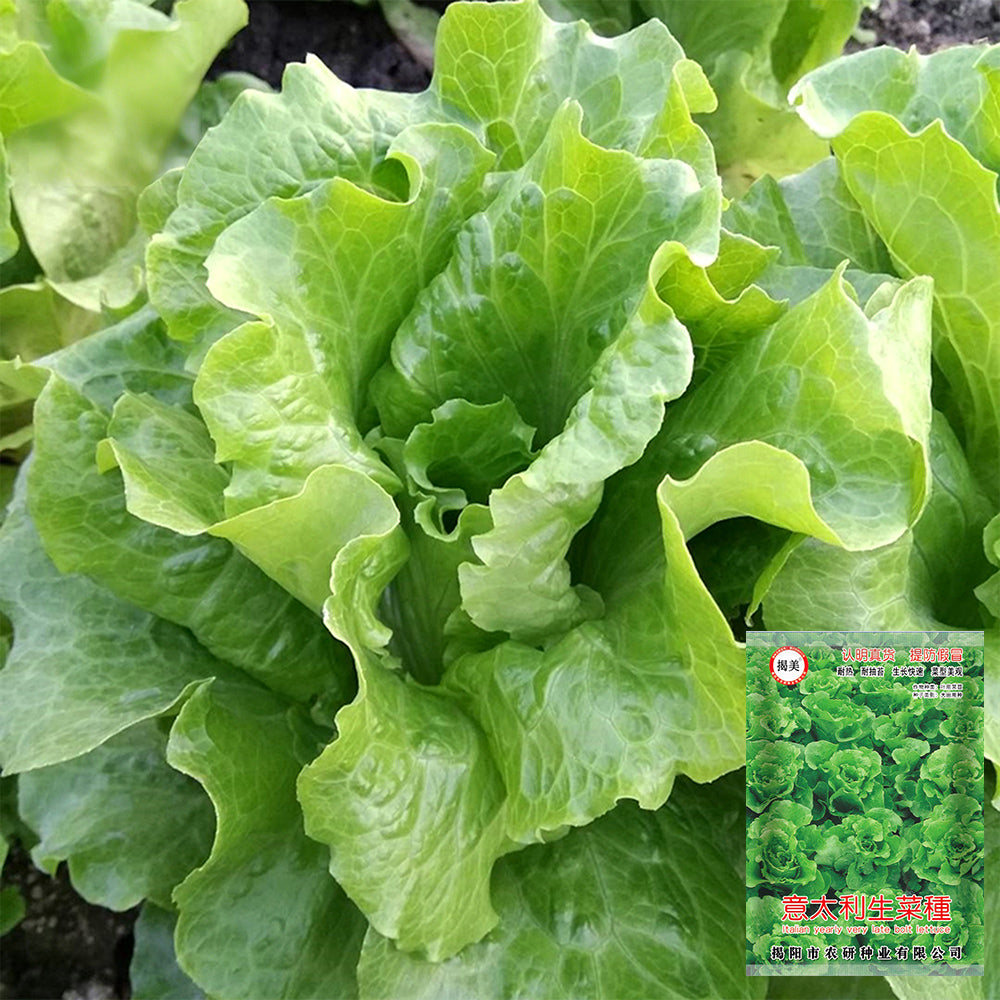 Buy 'Jiemei' Italian Lettuce Seeds | Cold Tolerant & Slow Bolting ...