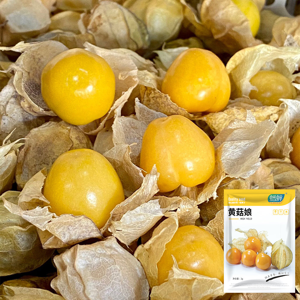 Productive Ground Cherry Seeds - High Yield & Stress Tolerant – SeedChoiceX