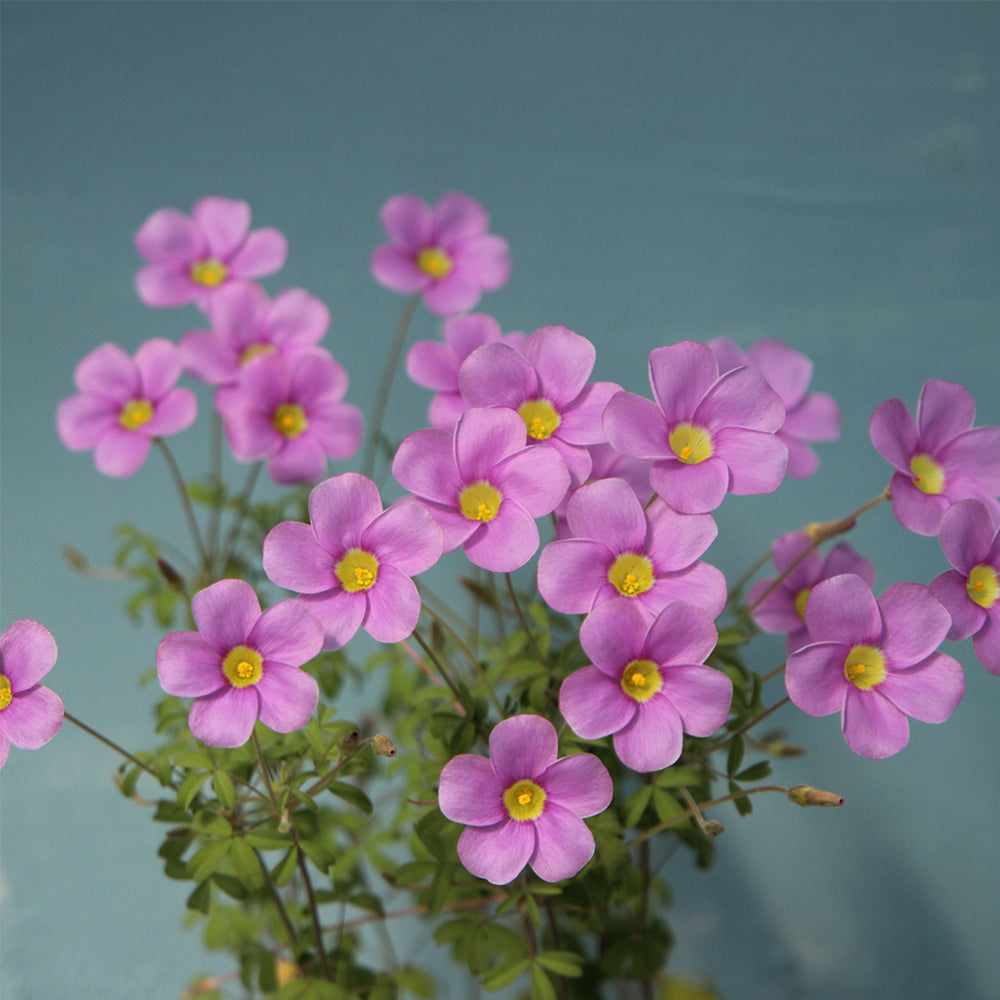 Oxalis obtusa 'Sky Blue' Bulbs – Vibrant Purple Winter-Spring Blooms ...