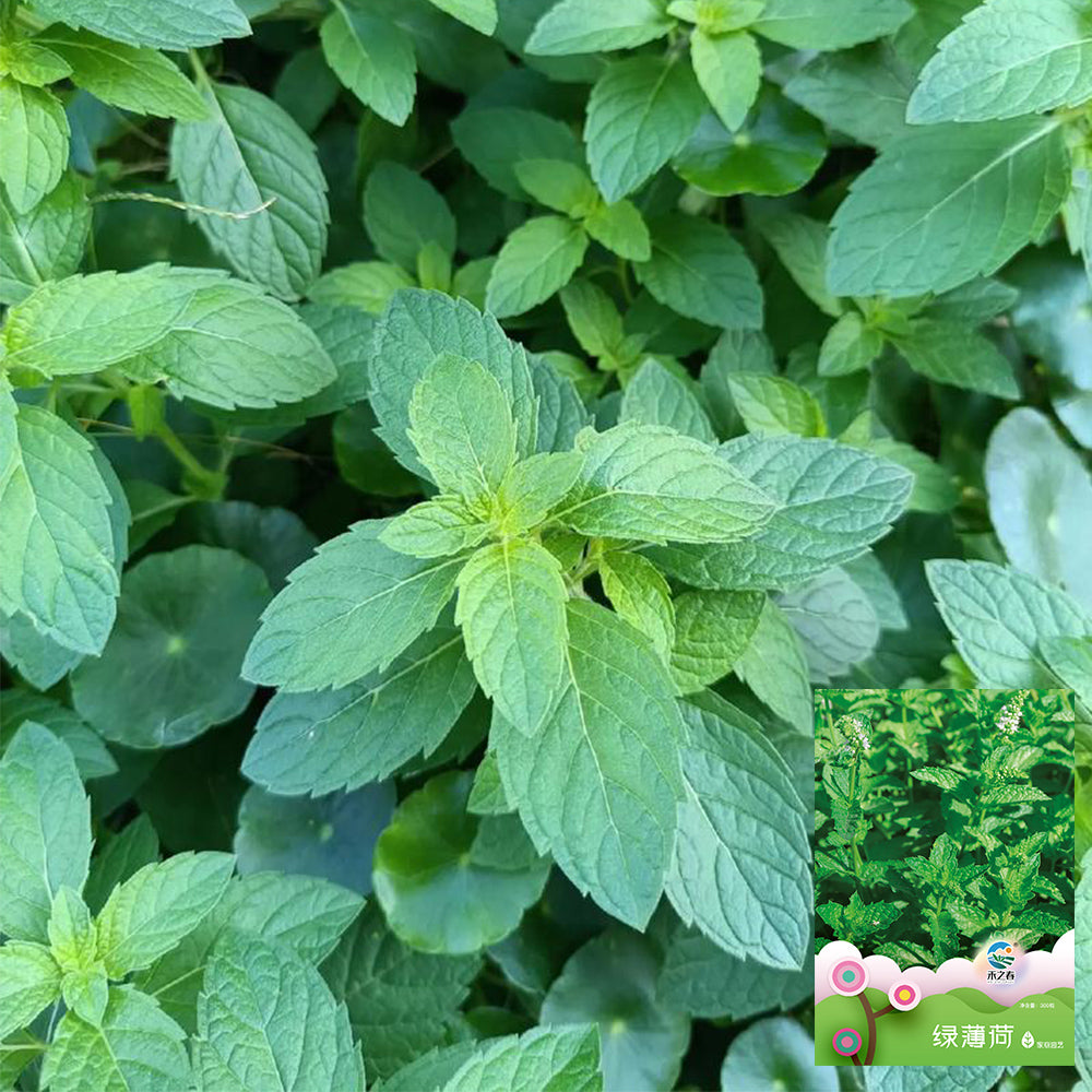 Heirloom Spearmint Seeds | Mentha Spicata – SeedChoiceX