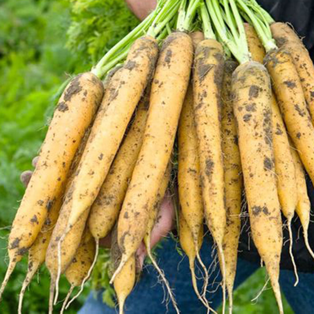 Dutch Yellowstone Carrot Seeds - High-yield, easy to grow, and nutrient ...