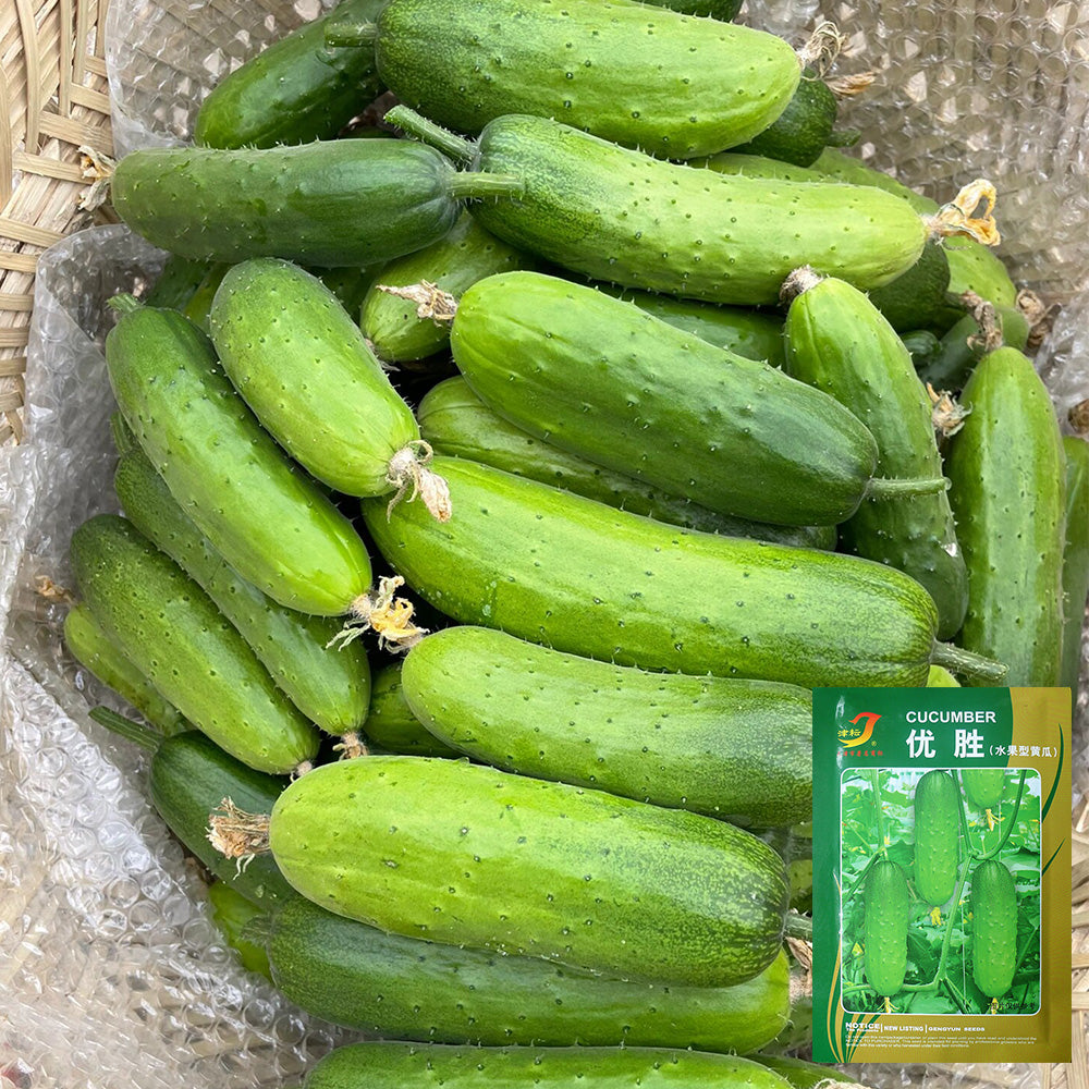 Buy Superior Classic Cucumber Seeds | Crisp, Aromatic Fruit – SeedChoiceX