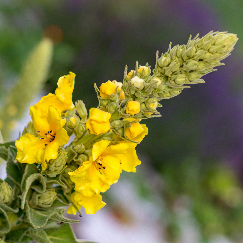 Mullein Seeds (Verbascum thapsus) | Ornamental & Medicinal Biennial ...