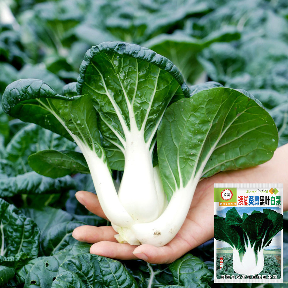 Dwarf Black-leaf Pak Choi Seeds - Traditional Open-Pollinated Variety ...