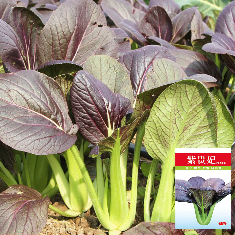 Buy Purple Bok Choy Seeds | 'Ziguifei' F1 Hybrid Pak Choi – SeedChoiceX