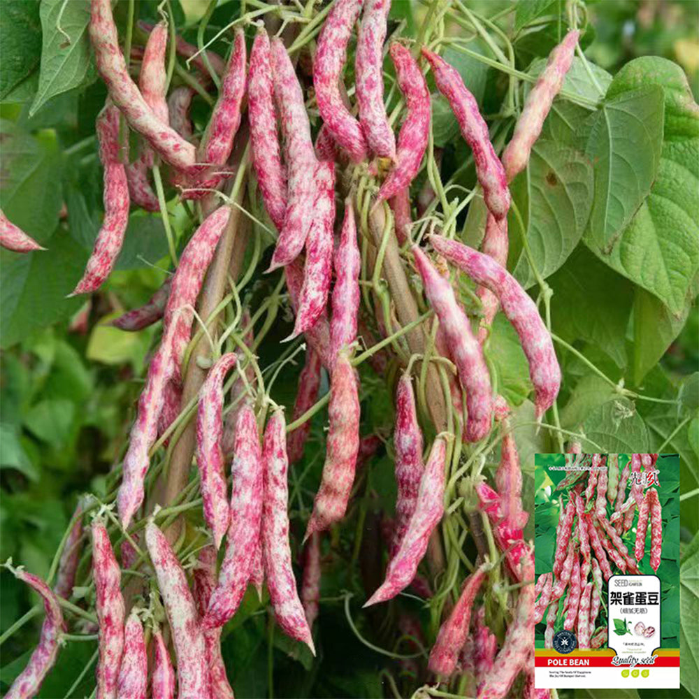 Sparrow Egg Cranberry Bean Seeds | High Yield Seeds – SeedChoiceX