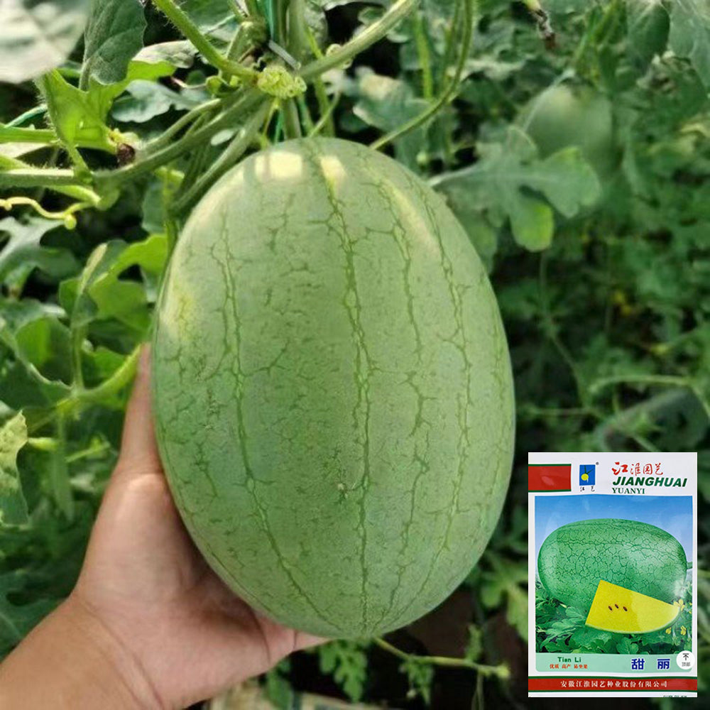 'Sweet Li' Yellow Flesh Watermelon Seeds - Fiber-Free Crisp Sweet, Good ...